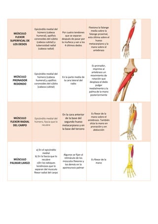 Cuadro_Musculos_del_Miembro_Superior.doc