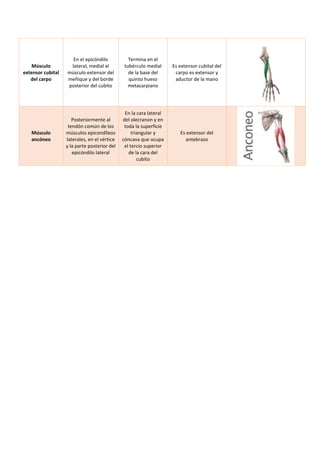 Cuadro_Musculos_del_Miembro_Superior.doc
