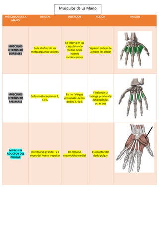 Cuadro_Musculos_del_Miembro_Superior.doc