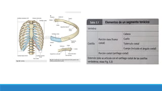 CUADRO SINOPTICO IV PARCIAL/ TORAX . PDF | PDF