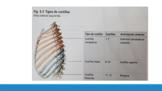 CUADRO SINOPTICO IV PARCIAL/ TORAX . PDF | PDF