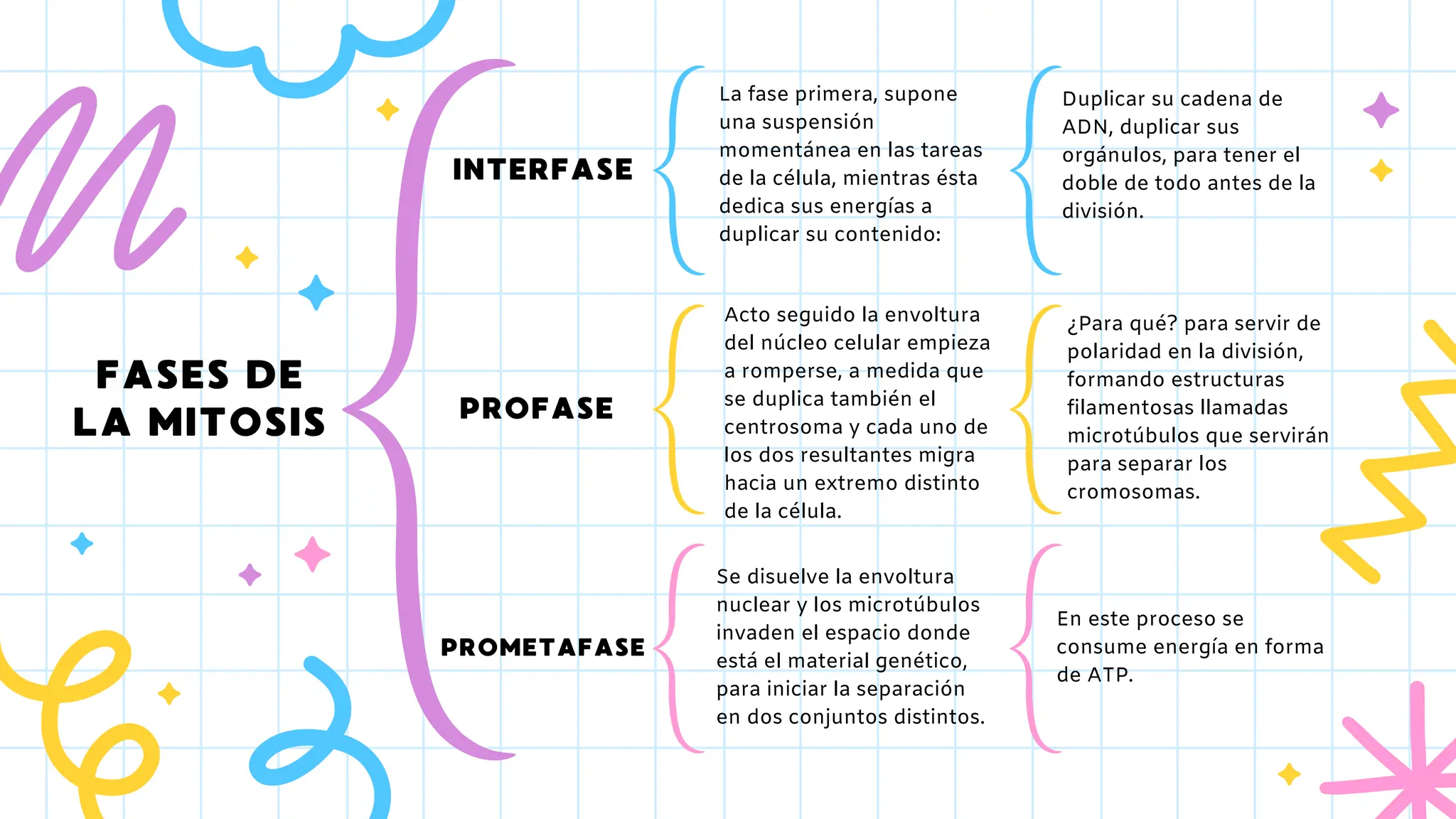 CUADRO SINÓPTICO FASES DE MITOSIS.pdf