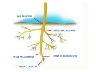 Cuantas partes tienen las plantas | PPTX