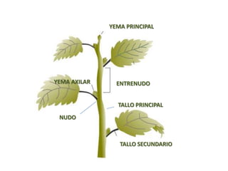 Cuantas partes tienen las plantas | PPTX