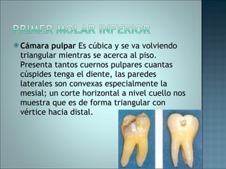 Cuarta clase, anatomia topografica | PPT