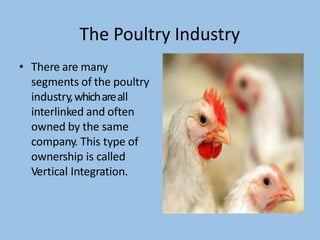 Commercial Poultry Production in the US in english | PPTX