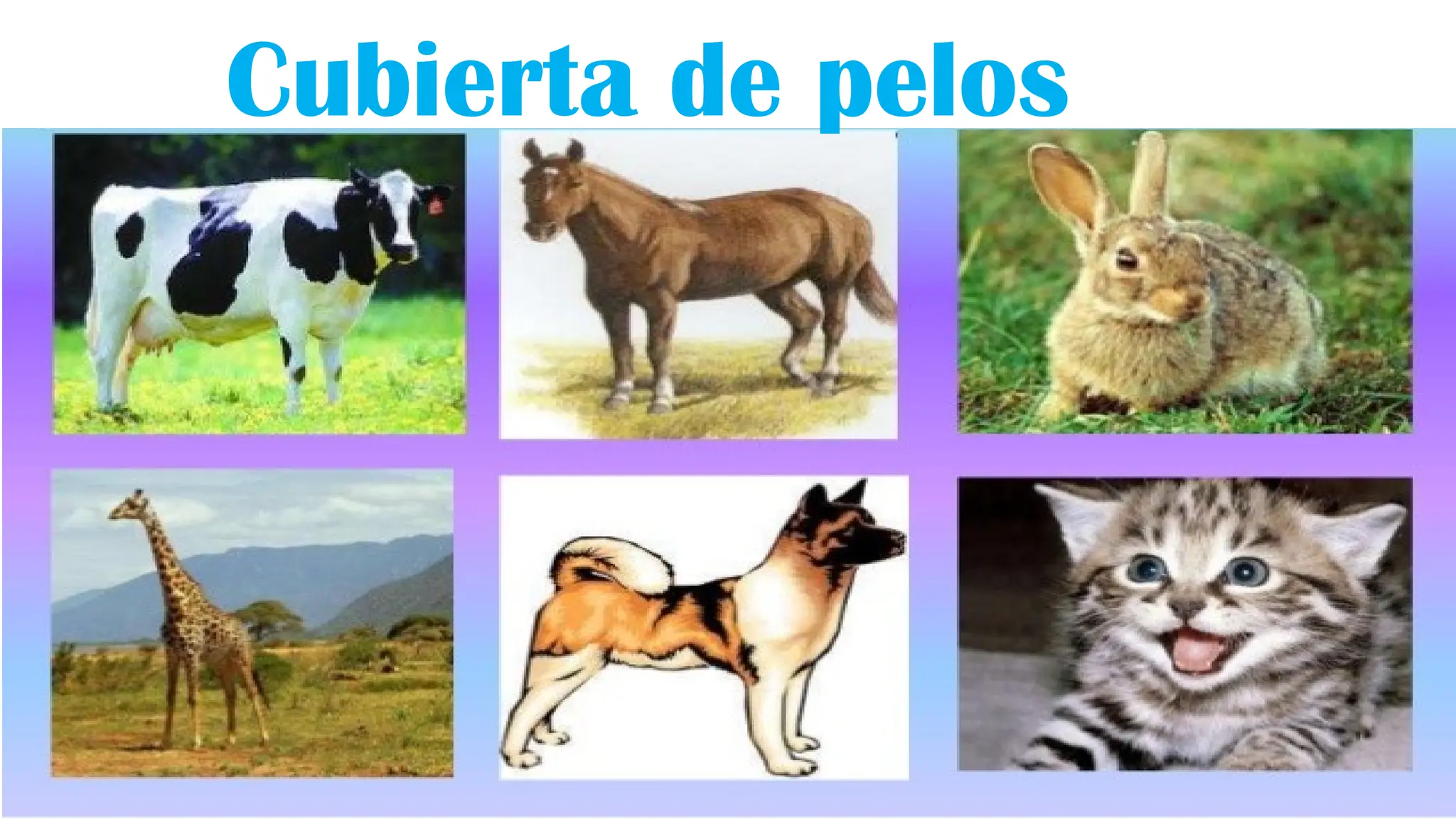características de los animales Cubierta de los animales.pptx