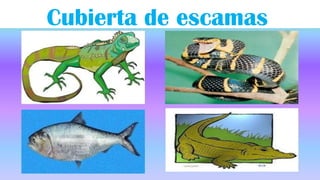 características de los animales Cubierta de los animales.pptx