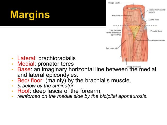 Anatomy of Cubital fossa | PPTX