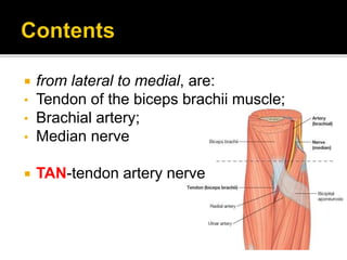 Anatomy of Cubital fossa | PPTX