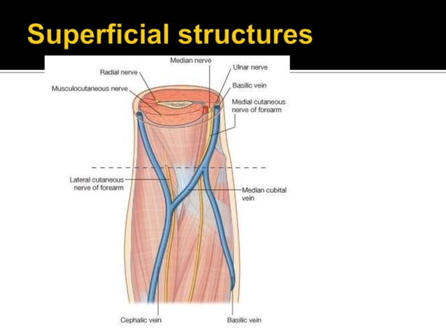 Anatomy of Cubital fossa