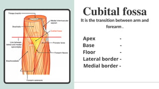 Cubital Fossa.pdf
