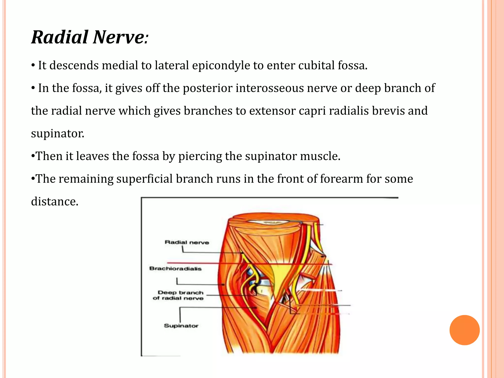 CUBITAL FOSSA.pptx