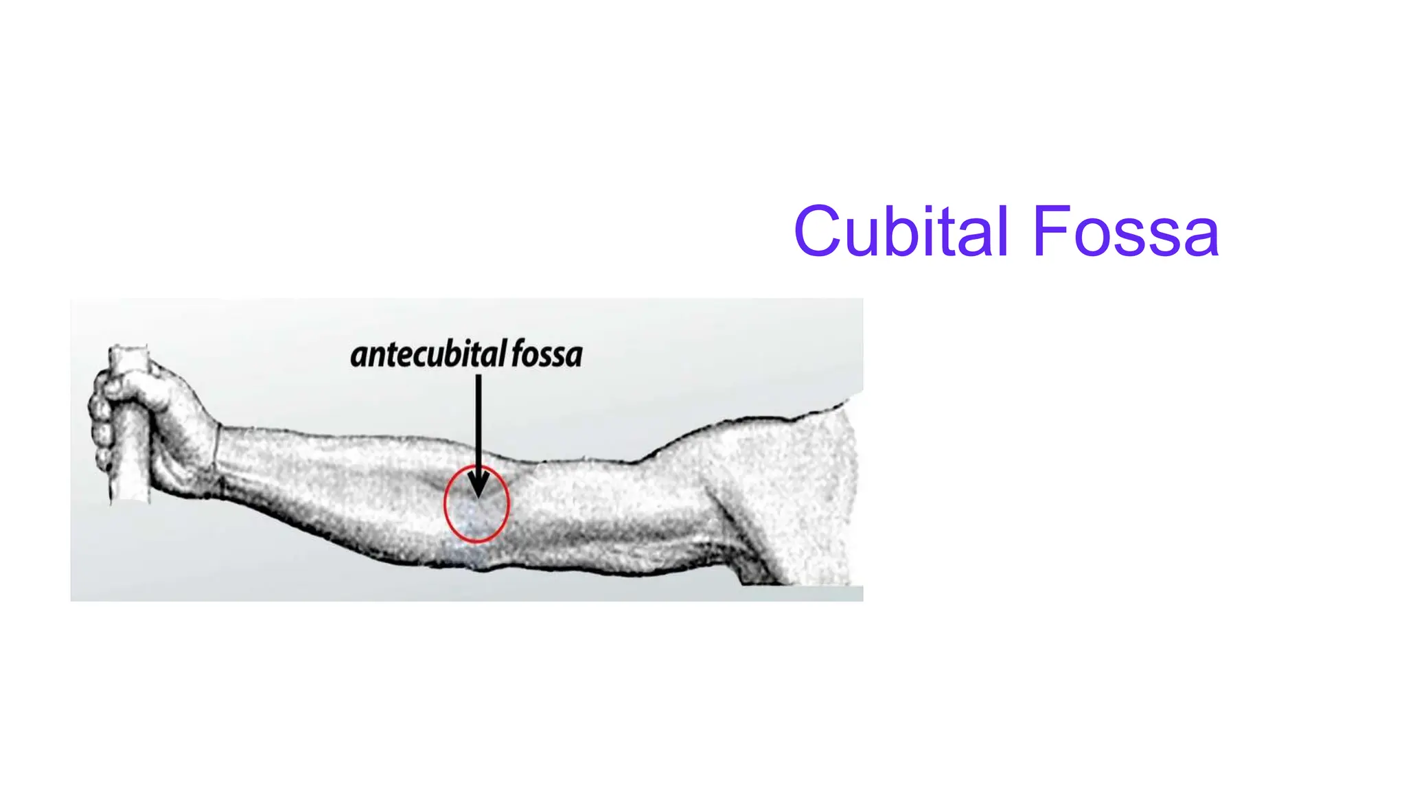 Cubital Fossa.pptx