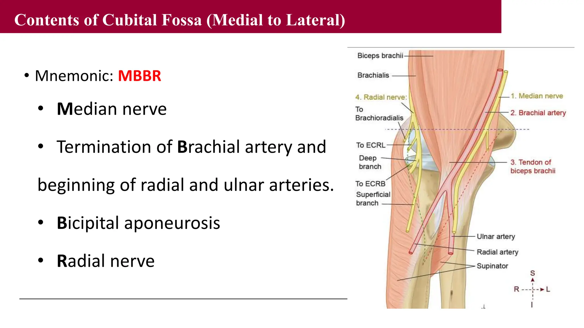Cubital Fossa.pptx