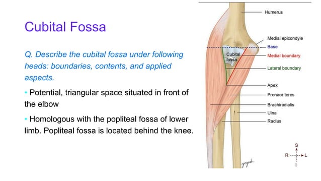 Cubital Fossa.pptx | Death, Injury, or Military Conflict | Sensitive Topics