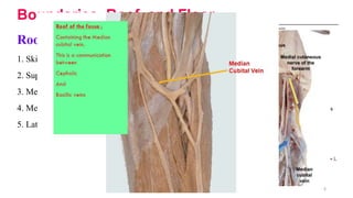 Cubital Fossa.pptx
