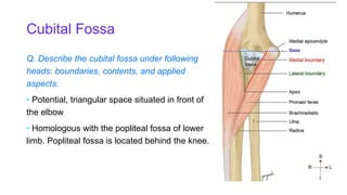 Cubital Fossa.pptx