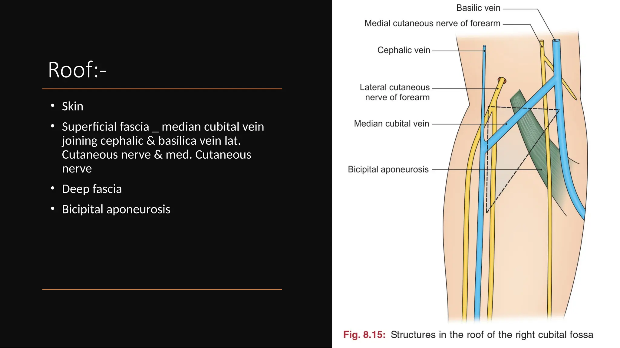 Exploring the Anatomy and Clinical Importance of the Cubital Fossa: A ...