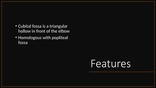 Exploring the Anatomy and Clinical Importance of the Cubital Fossa: A ...