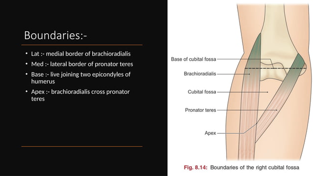 Exploring the Anatomy and Clinical Importance of the Cubital Fossa: A ...