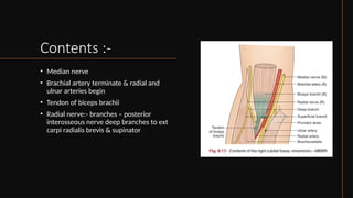 Exploring the Anatomy and Clinical Importance of the Cubital Fossa: A ...