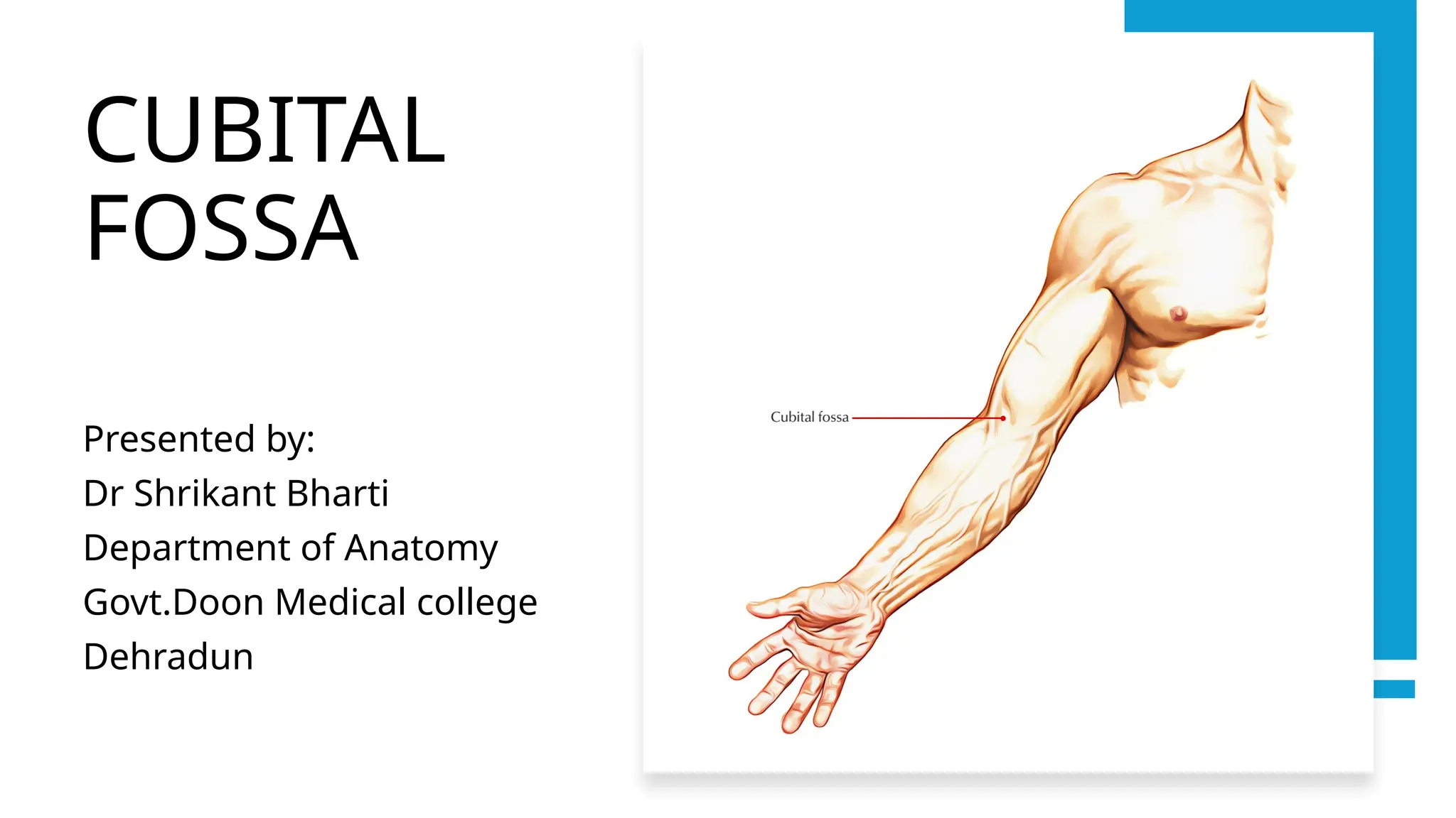 Cubital Fossa, transition zone for neurovascular structures | PPT