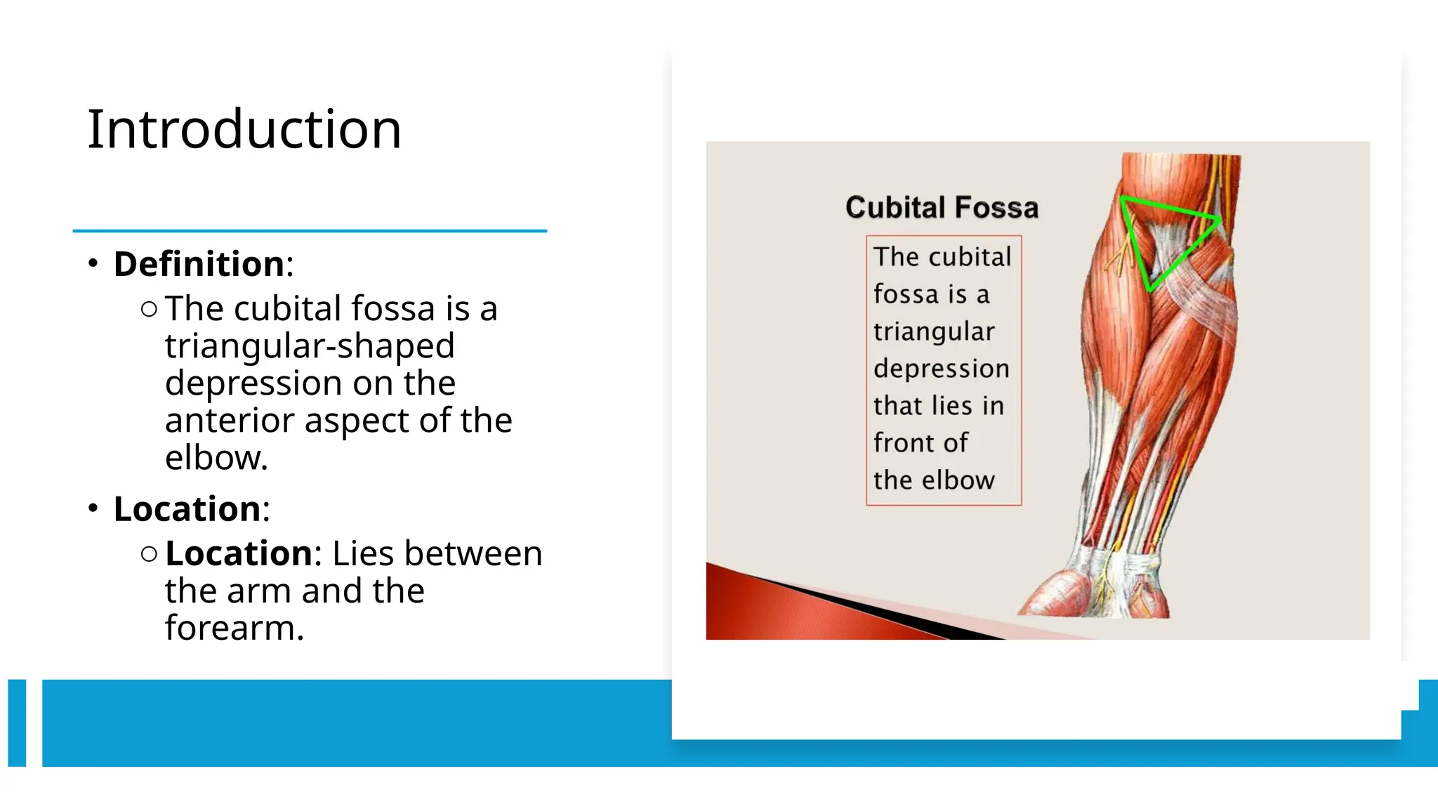 Cubital Fossa, transition zone for neurovascular structures | PPT