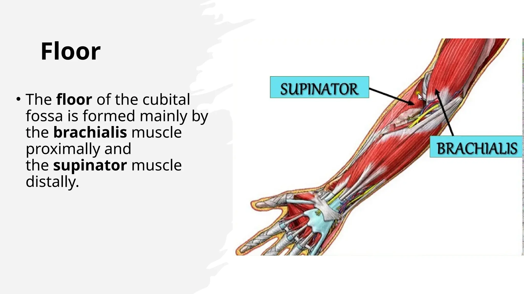 Cubital Fossa, transition zone for neurovascular structures | PPTX