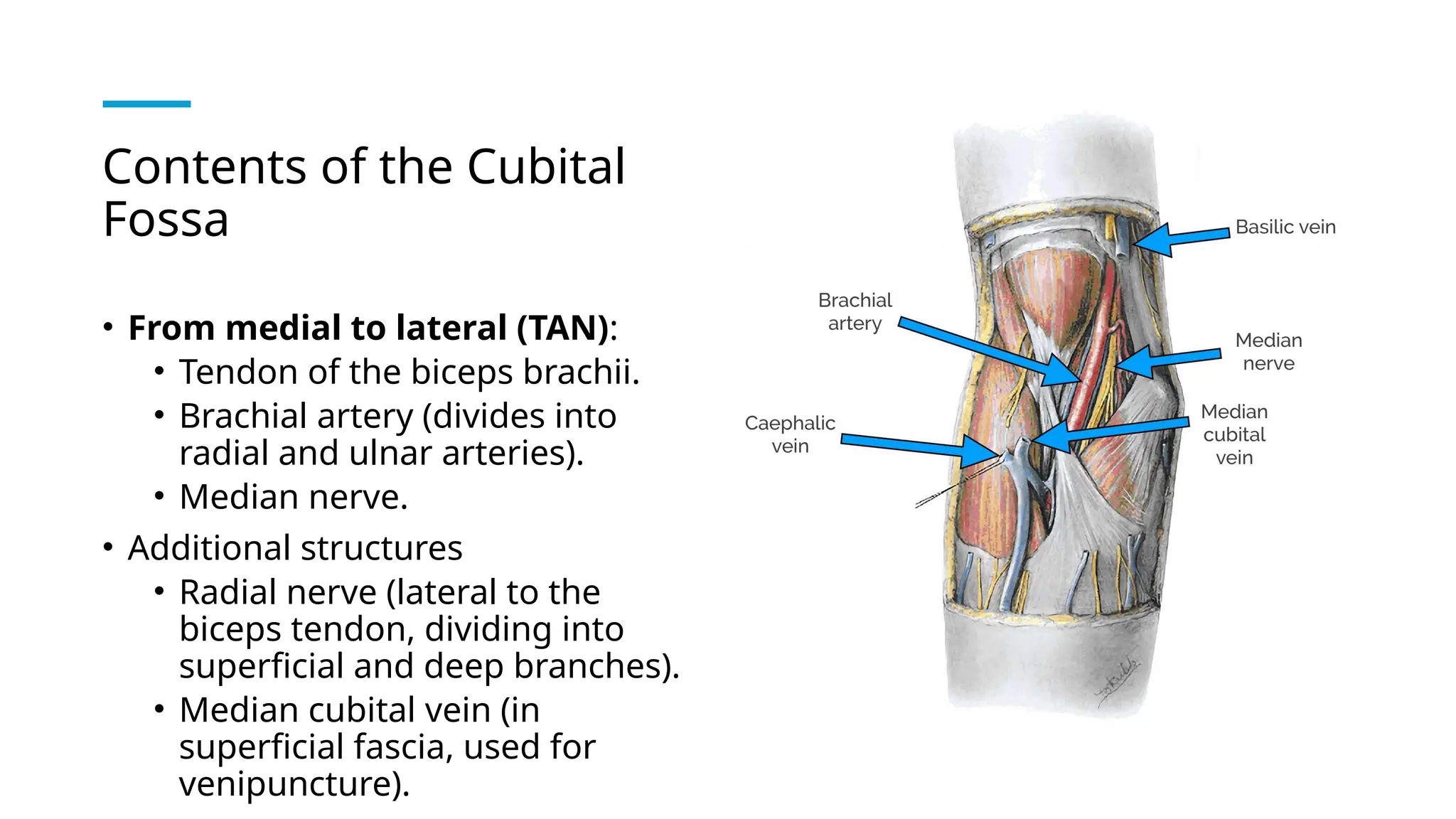 Cubital Fossa, transition zone for neurovascular structures | PPTX