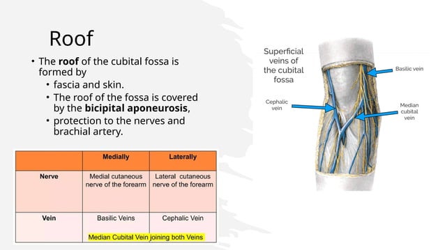 Cubital Fossa, transition zone for neurovascular structures | PPT