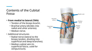 Cubital Fossa, transition zone for neurovascular structures | PPT