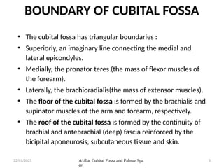 CUBITAL FOSSA presentation slide good one.pptx