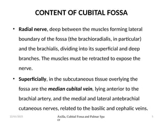 CUBITAL FOSSA presentation slide good one.pptx