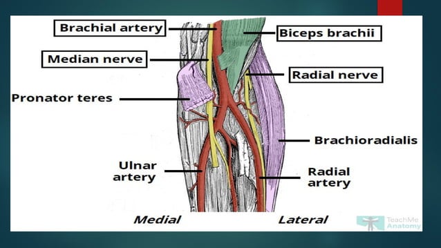 Gross Anatomy of the Cubital Fossa and its Contents | PPTX