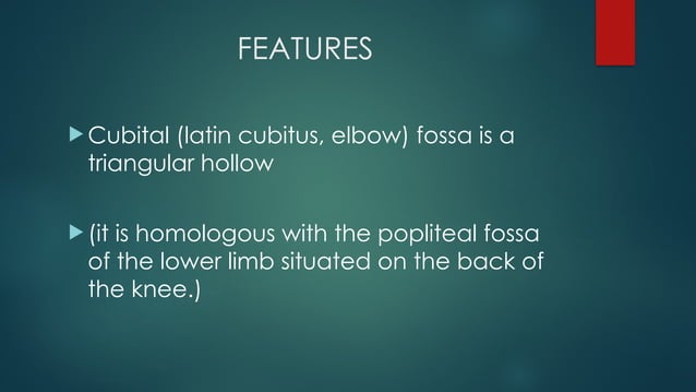 Gross Anatomy of the Cubital Fossa and its Contents | PPTX