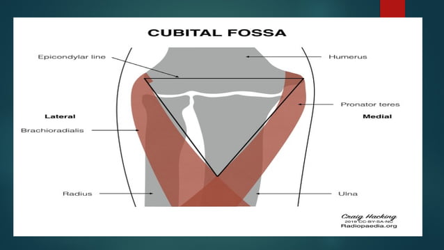 Gross Anatomy of the Cubital Fossa and its Contents | PPTX