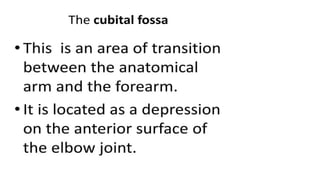 cubital fossa.powerpoint presentation ppt | PPTX