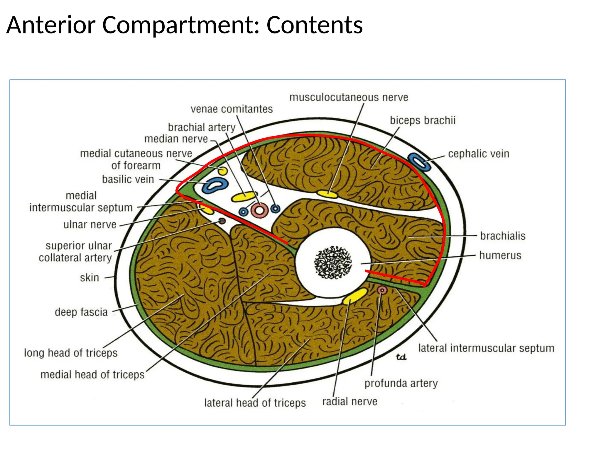 cubital fossa. Biology , Anatomy, Upper limb, Cubital fossa. Biology ...