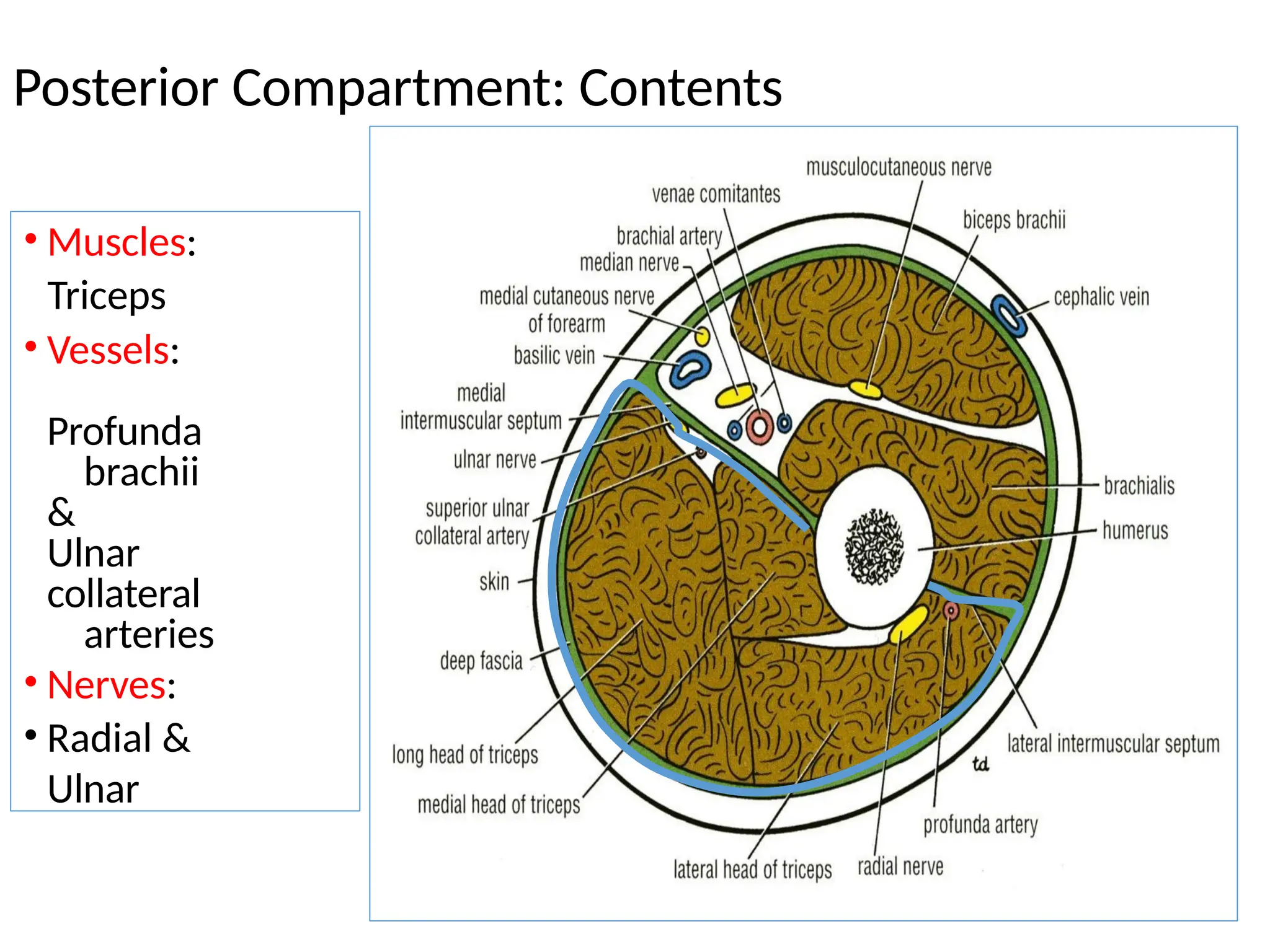 cubital fossa. Biology , Anatomy, Upper limb, Cubital fossa. Biology ...