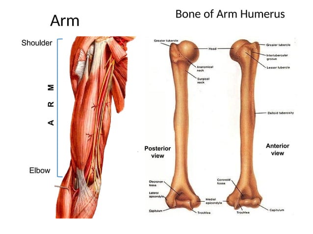 cubital fossa. Biology , Anatomy, Upper limb, Cubital fossa. Biology ...