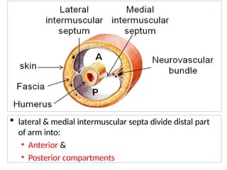 cubital fossa. Biology , Anatomy, Upper limb, Cubital fossa. Biology ...