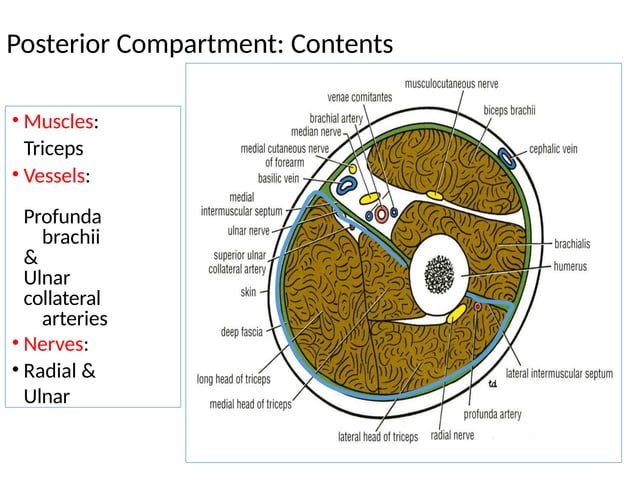 cubital fossa. Biology , Anatomy, Upper limb, Cubital fossa. Biology ...