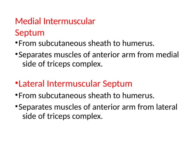 cubital fossa. Biology , Anatomy, Upper limb, Cubital fossa. Biology ...