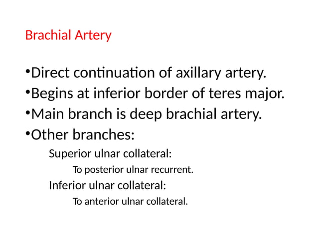 cubital fossa. Biology , Anatomy, Upper limb, Cubital fossa. Biology ...