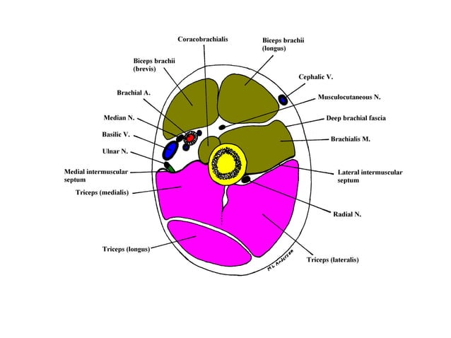 cubital fossa. Biology , Anatomy, Upper limb, Cubital fossa. Biology ...
