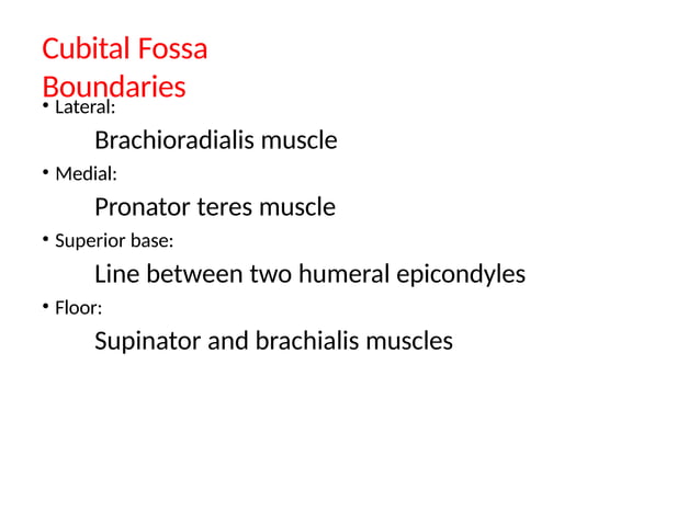 cubital fossa. Biology , Anatomy, Upper limb, Cubital fossa. Biology ...