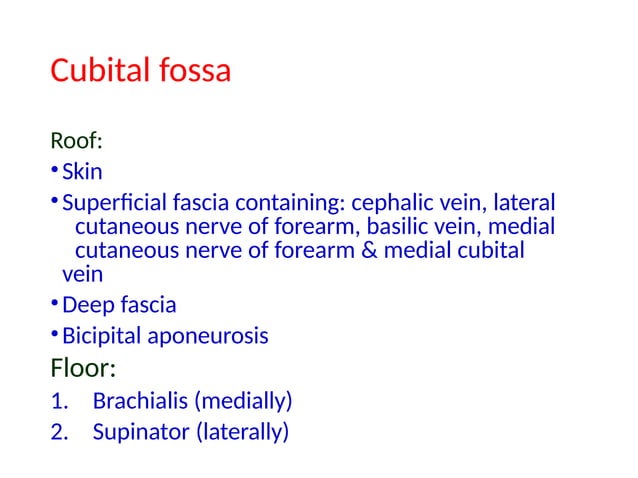 cubital fossa. Biology , Anatomy, Upper limb, Cubital fossa. Biology ...