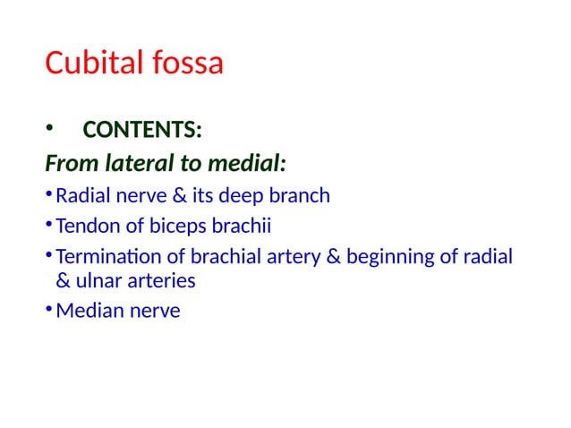 cubital fossa. Biology , Anatomy, Upper limb, Cubital fossa. Biology ...