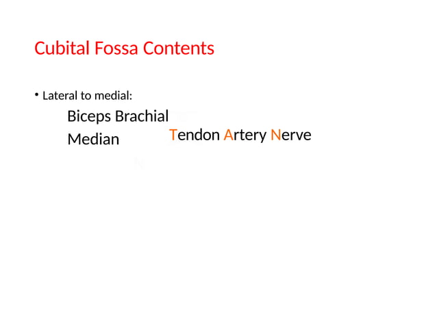 cubital fossa. Biology , Anatomy, Upper limb, Cubital fossa. Biology ...